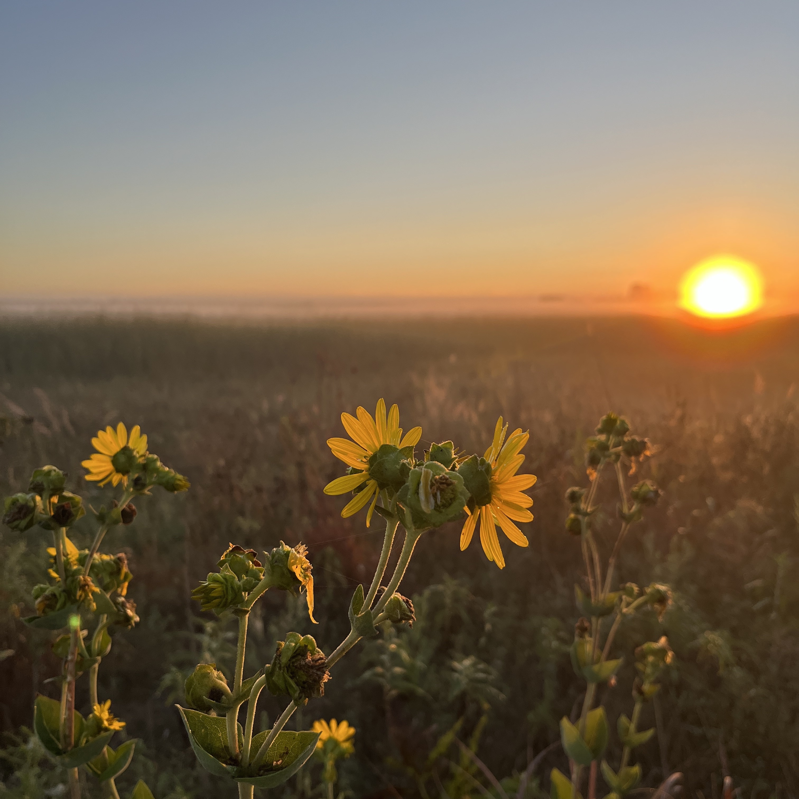 an introduction of sorts – Tall Tales from Kansas